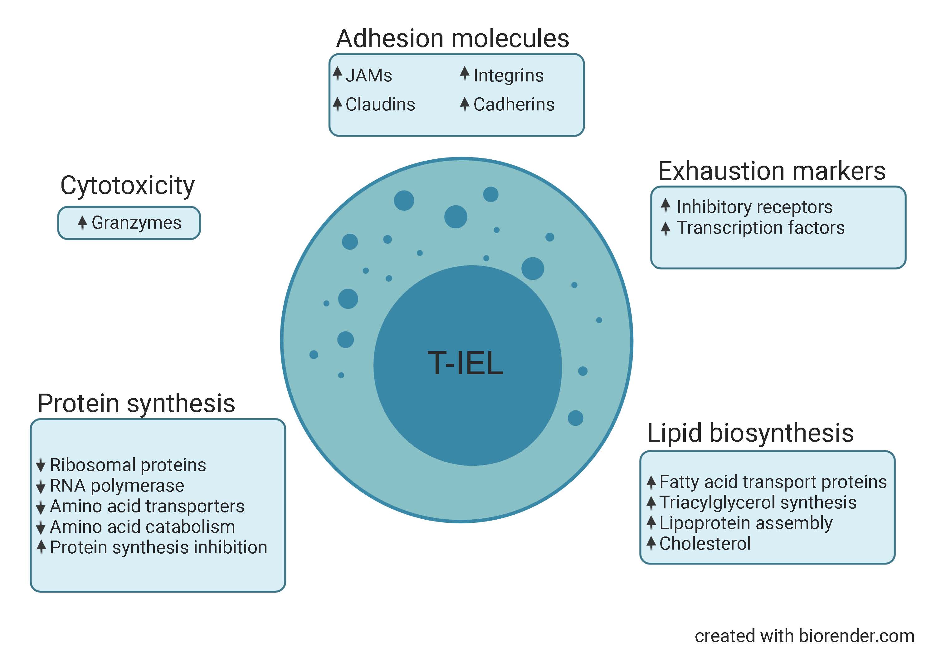 New research reveals the identity of enigmatic intestinal immune cells ...